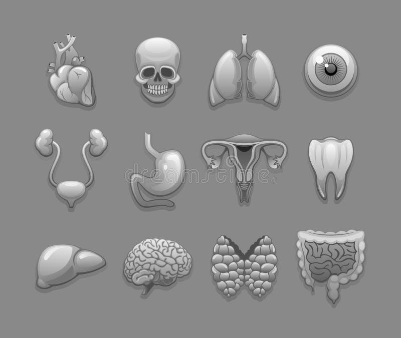 Sembri Il Corpo Umano Interno Illustrazione Vettoriale - Illustrazione ...