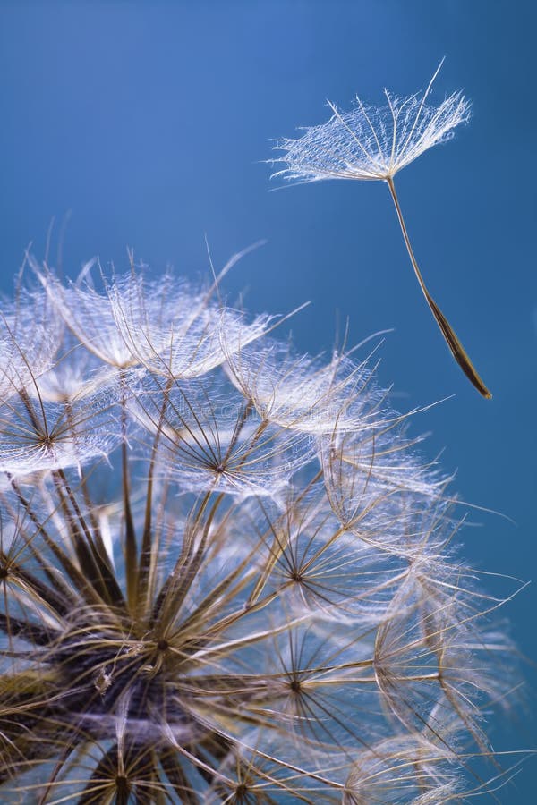 Seme fotografia stock. Immagine di giallo, seme, romantico - 15273088