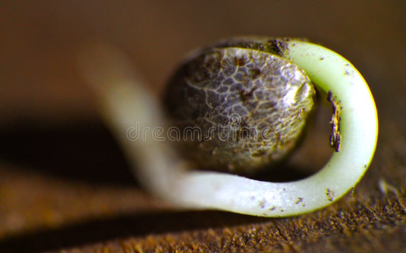 Macro Del Seme Di Germinazione Immagine Stock - Immagine di foglio ...