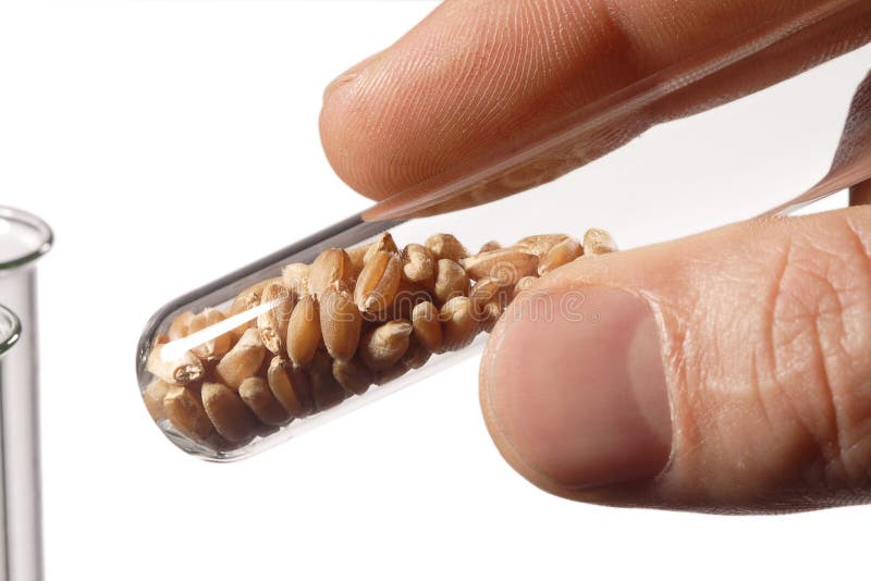 Seme del frumento immagine stock. Immagine di trasportare - 19435495