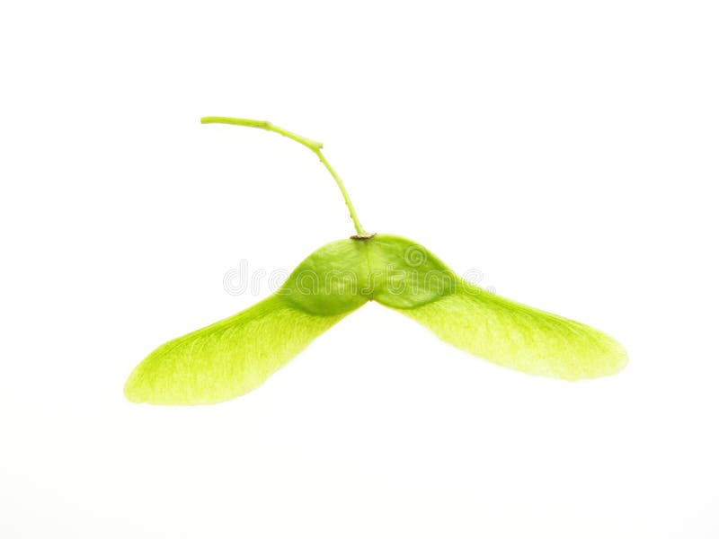 Samara Della Frutta Dell'acero Fotografia Stock - Immagine di naughty ...