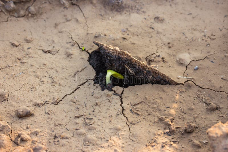 Seme Germogliante Nel Terreno Fotografia Stock - Immagine di sviluppisi ...