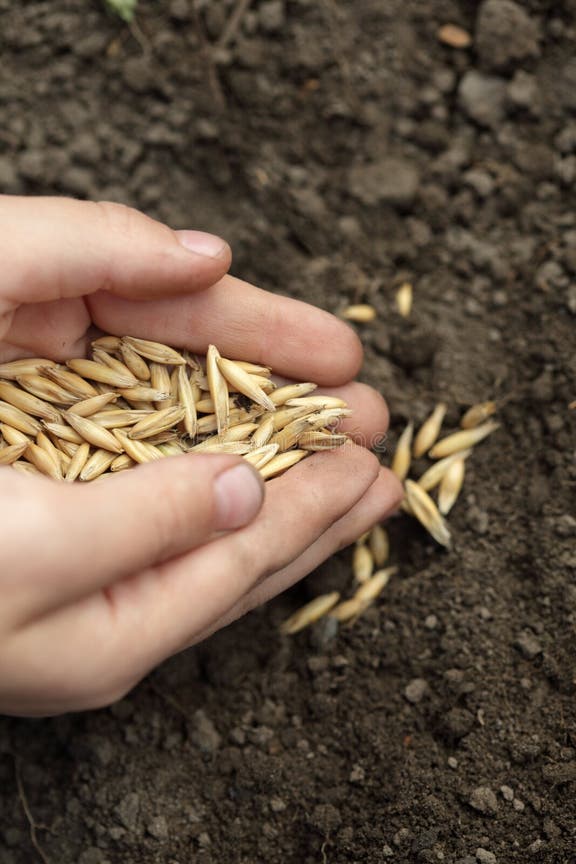 Seminare semi fotografia stock. Immagine di mucchio, alimento - 19436244