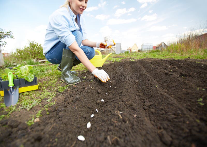 Seminare semi fotografia stock. Immagine di rurale, coltivatore - 33659416