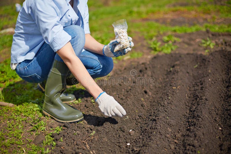 Semina Del Grano Nella Terra Immagine Stock - Immagine di vita ...