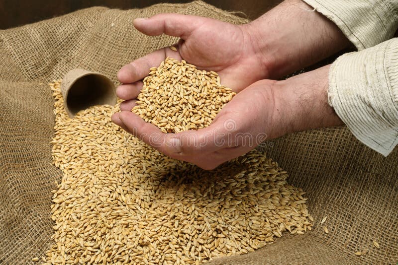 Seme Della Semina Del Frumento Immagine Stock - Immagine di grano ...