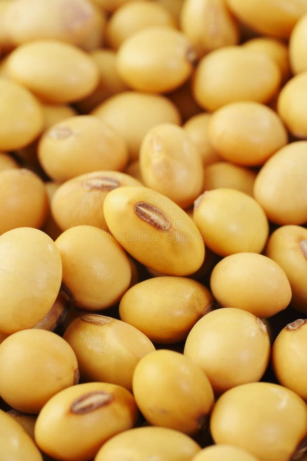 Seme della soia fotografia stock. Immagine di nutrizione - 45679594
