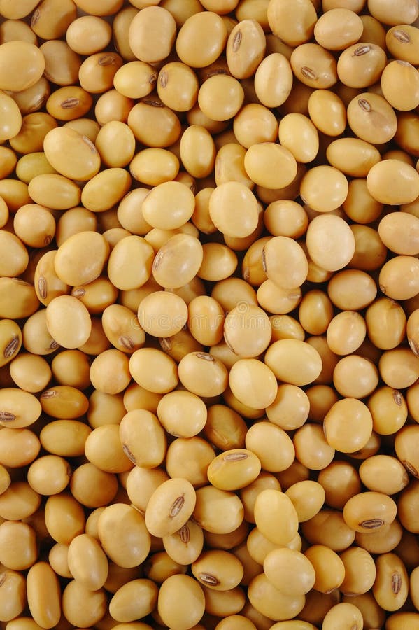Seme della soia fotografia stock. Immagine di nutrizione - 45679594