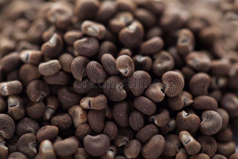 Abelmoschus Moschatus Seed Abelmosk, Ambretta: Ibiscus Annuale Bamia ...