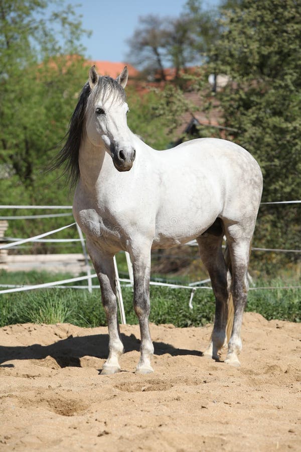 Semental Andaluz Hermoso En Primavera Imagen de archivo - Imagen de ...