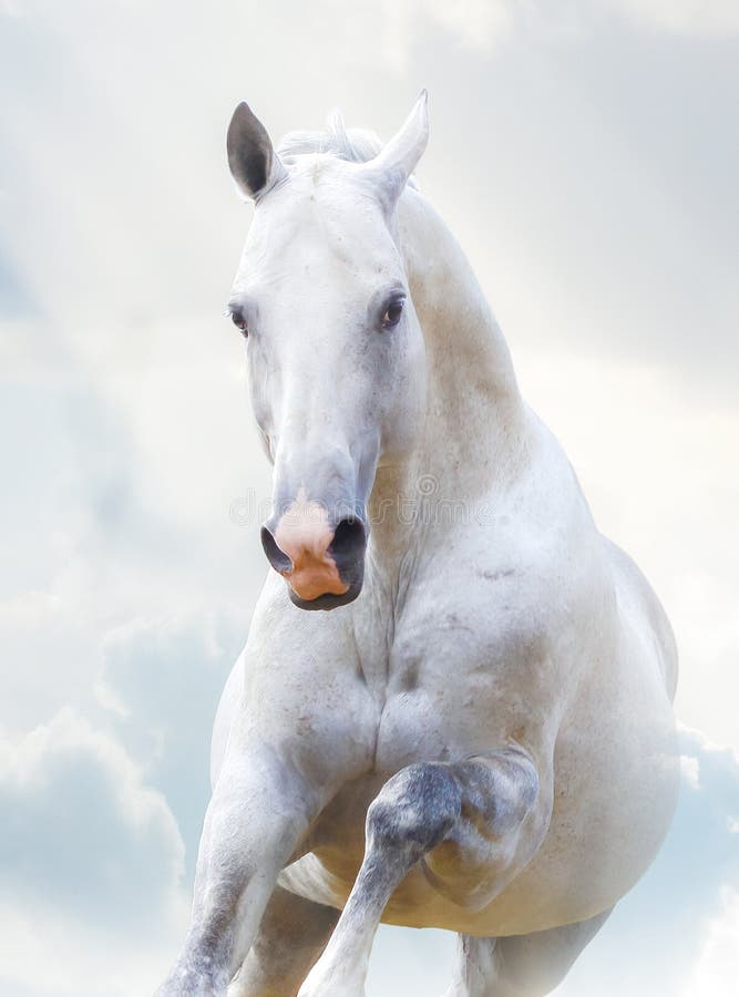 Semental Andaluz Blanco Hermoso Con La Manada En La Libertad Imagen de ...