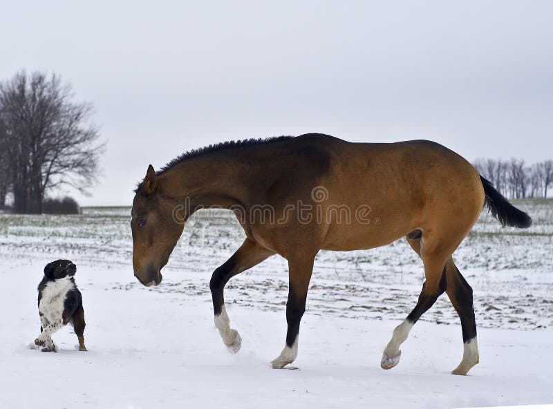 Semental De PAkhal-Teke Que Juega Con Un Perro Foto de archivo - Imagen ...