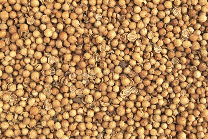 Semente da salsa imagem de stock. Imagem de erva, ouro - 14329759