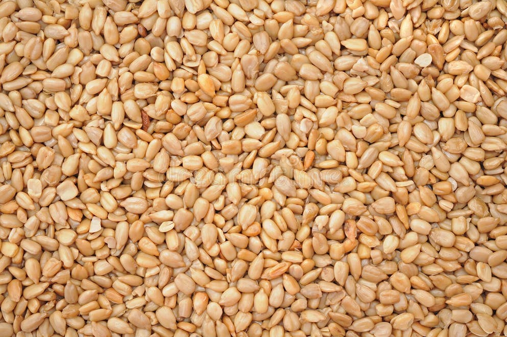 Semente de girassol imagem de stock. Imagem de detalhe - 29511309