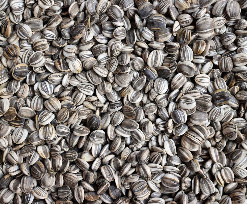 Semente de girassol imagem de stock. Imagem de detalhe - 29511309