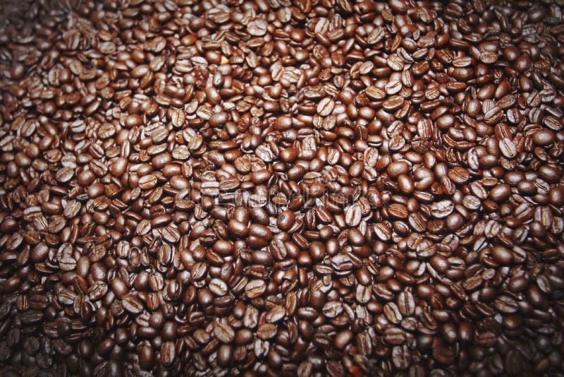 Semente do café foto de stock. Imagem de semente, marrom - 42791094