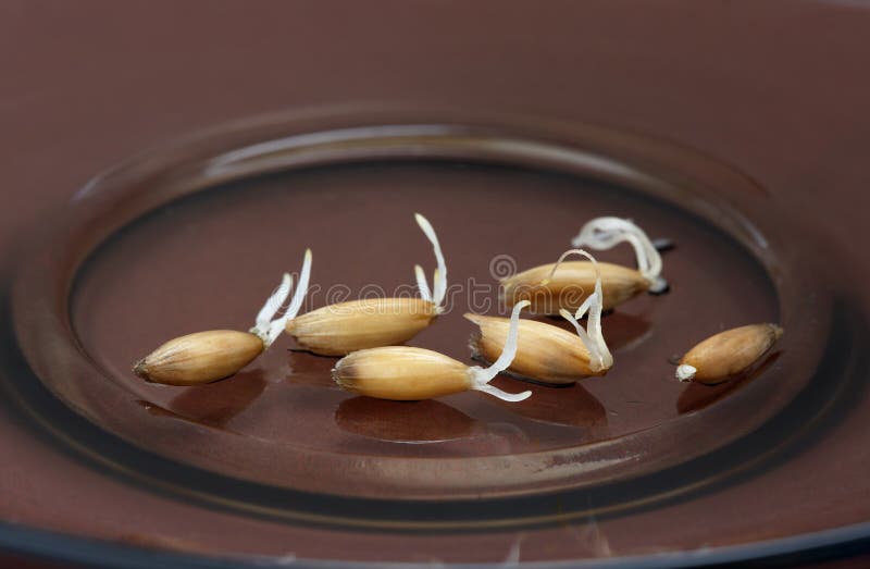 Sementes Germinadas Da Aveia Foto de Stock - Imagem de conservation ...