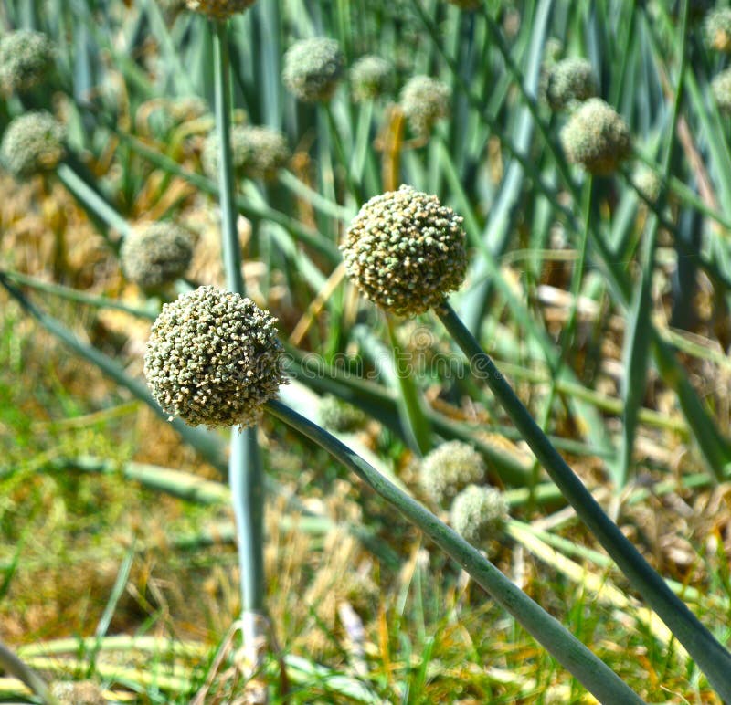 Sementes da cebola verde foto de stock. Imagem de ecologia - 41801996