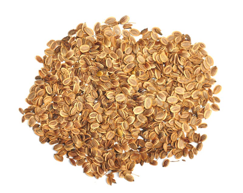 Sementes de aneto foto de stock. Imagem de erva, tempero - 10746682
