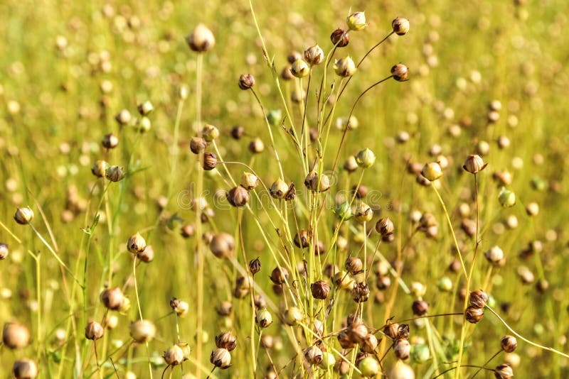 Planta Do Linho, Campo No Verão Agosto Foto de Stock - Imagem de flor ...