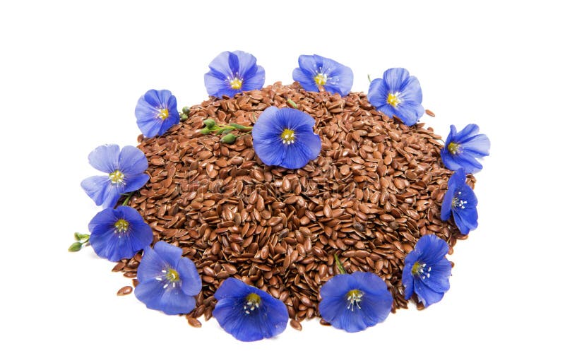 Flor De Linho Vermelha Isolada Imagem de Stock - Imagem de vermelho ...