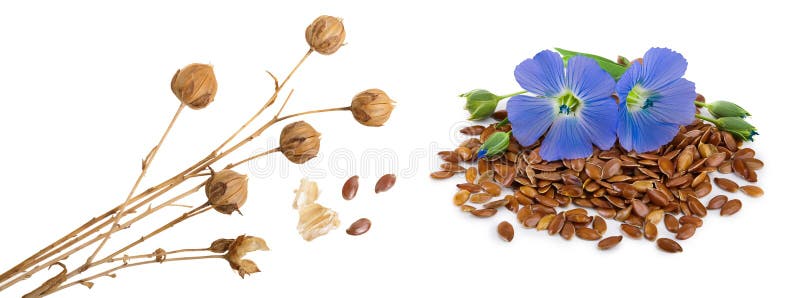 Sementes De Linho Com Flor Isoladas Em Fundo Branco Foto de Stock ...