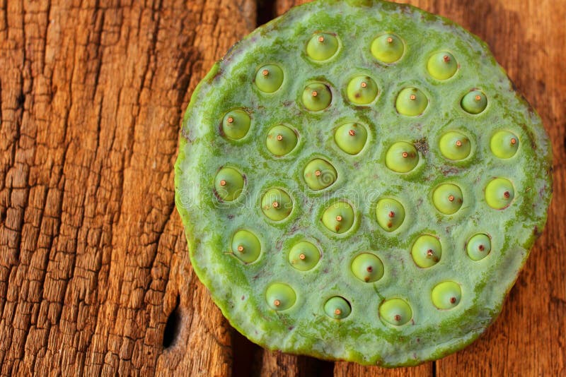 Sementes de Lotus imagem de stock. Imagem de bonito, porca - 31947739