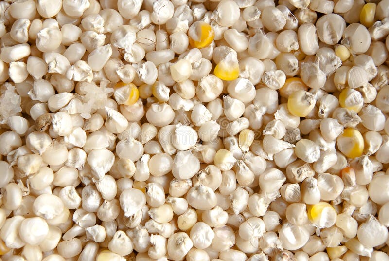Milho branco foto de stock. Imagem de branco, alimento - 17798316
