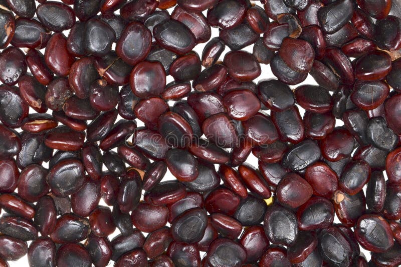 Sementes de samarind secas foto de stock. Imagem de doce - 248134882