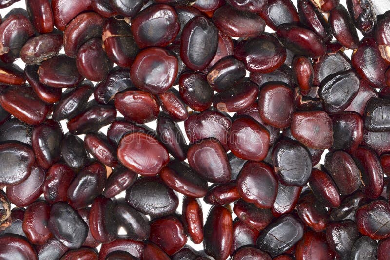 Sementes de samarind secas imagem de stock. Imagem de outono - 248134959