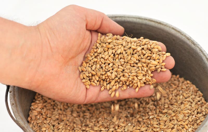 Sementes de trigo foto de stock. Imagem de fundo, semente - 5506092
