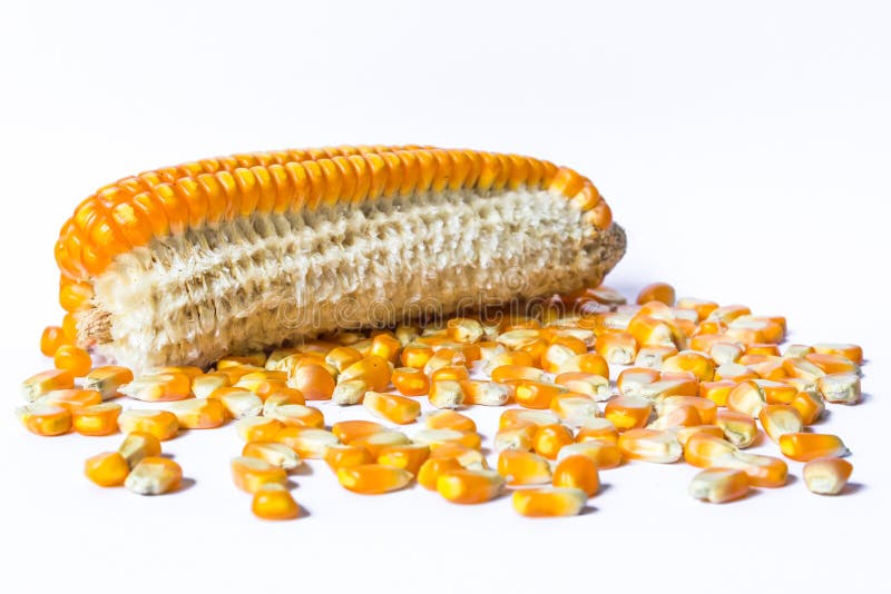 Sementes do milho imagem de stock. Imagem de nave, milho - 39981825
