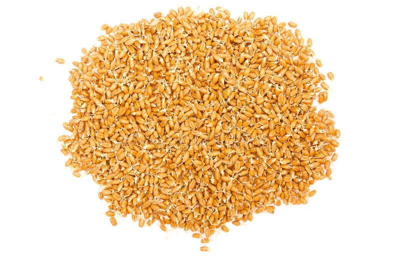 Sementes Do Trigo No Saco E Na Colher Foto de Stock - Imagem de ...