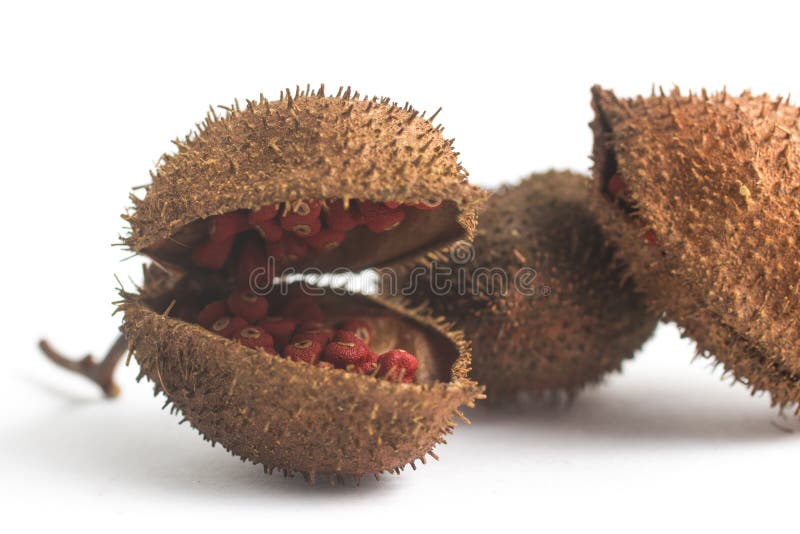 Sementes Do Urucueiro De Urucum Do Brasileiro Imagem de Stock - Imagem ...