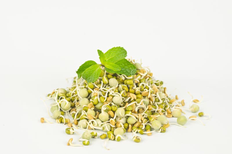 Sementes germinadas imagem de stock. Imagem de brotado - 28698001