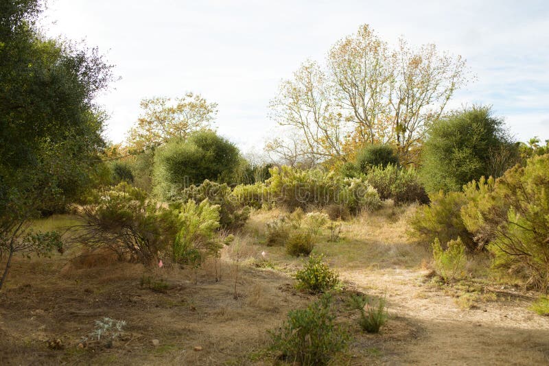 Semi-arid Area with Bushes and Trees with a Cloudy Blue Sky in the ...