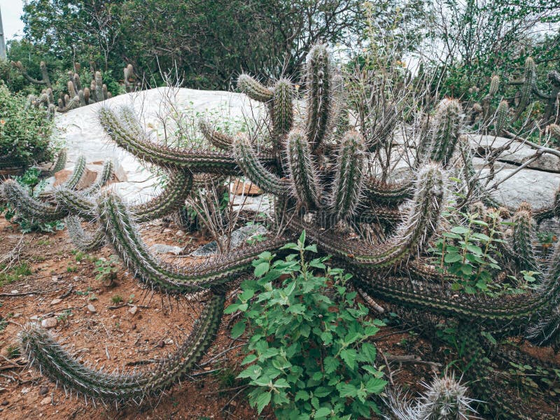 Semi-arid Landscape with Its Typical Vegetation Stock Image - Image of ...