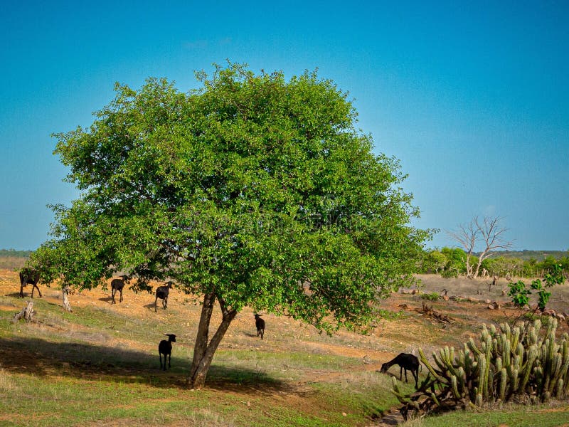 Semi-arid Landscape with a Tree and Grazing Animals Stock Photo - Image ...