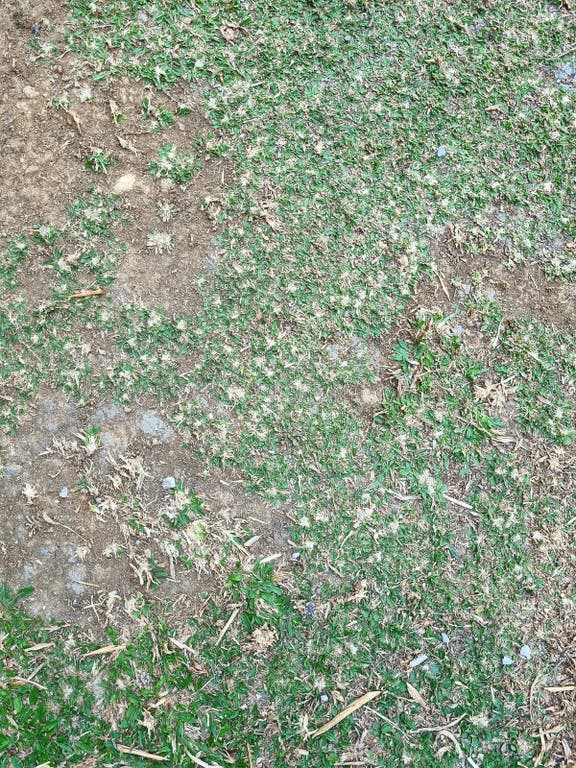 A Semi-bare Grass on the Soil Stock Photo - Image of semi, grass: 292191606