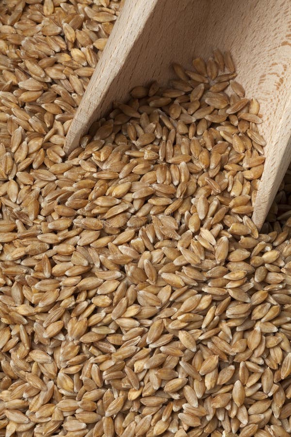 Semi Del Grano Di Farro Piccolo Immagine Stock - Immagine di alimento ...