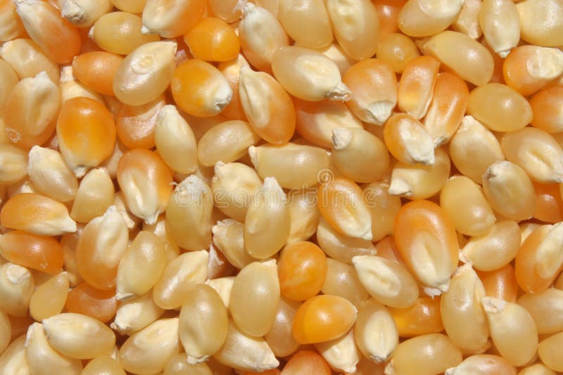 Semi del popcorn fotografia stock. Immagine di seme, cereale - 10479918