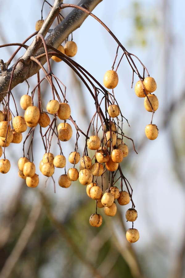 Neem Tree Azadirachta Indica Lo Sfondo Del Vettore Di Foglie Secche a ...