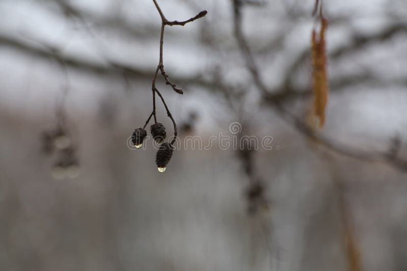 Fiore dell'ontano immagine stock. Immagine di botanica - 38630003