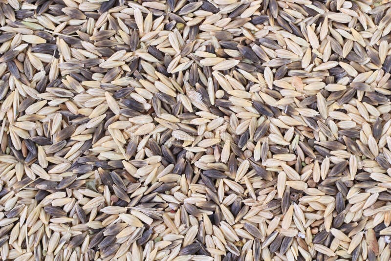 L'orzo Semina La Priorità Bassa Immagine Stock - Immagine di pieno ...