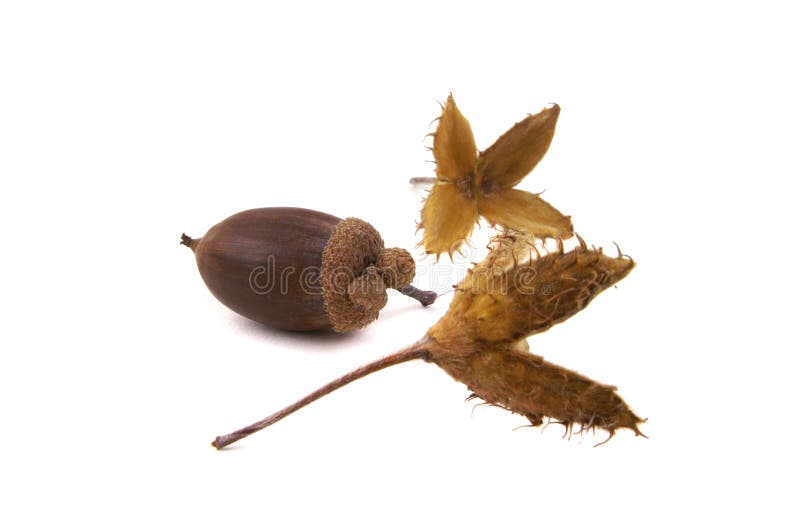 Semi Della Ghianda E Del Faggio Fotografia Stock - Immagine di marrone ...