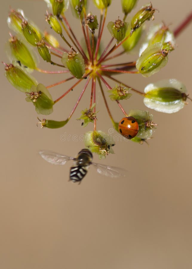 Semi Della Pianta Verde Dell'insetto Fotografia Stock - Immagine di ...