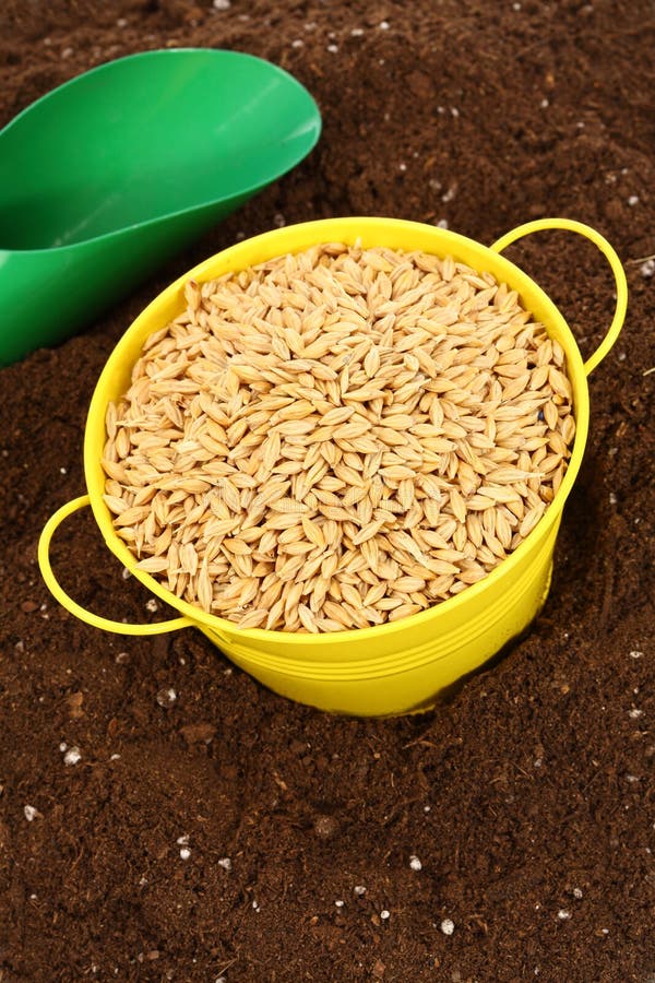 Seme Della Semina Del Grano Immagine Stock - Immagine di podere ...