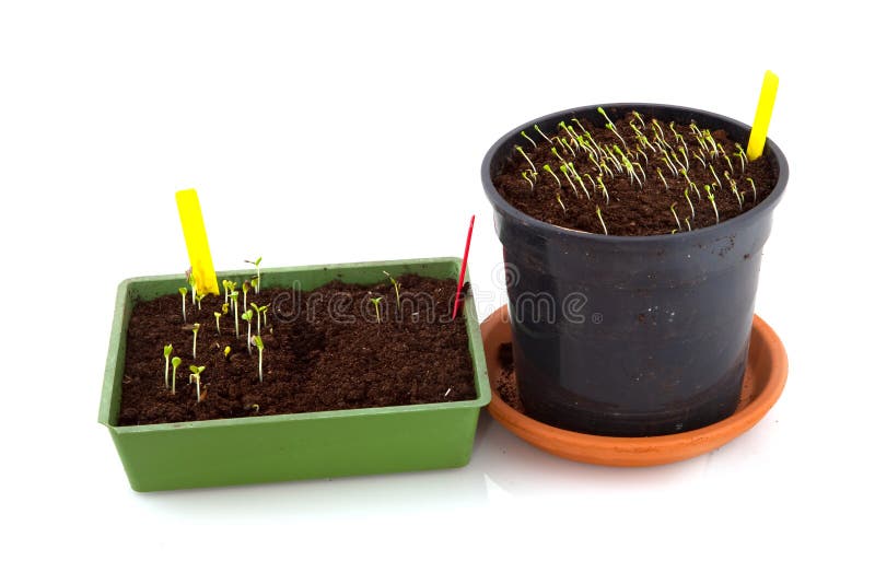 Seminare semi in primavera fotografia stock. Immagine di vaso - 8748380