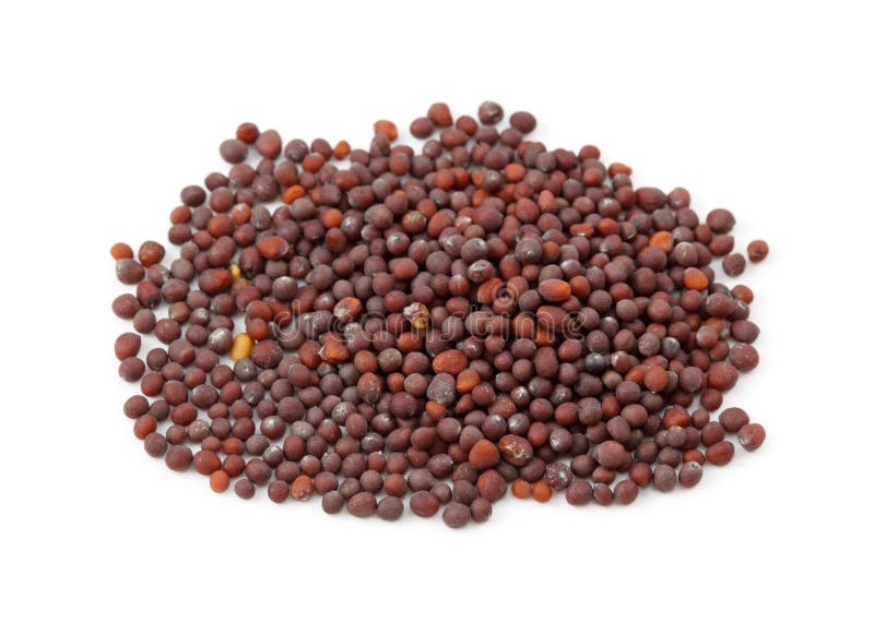 Semi di senape immagine stock. Immagine di macro, spezia - 16333295