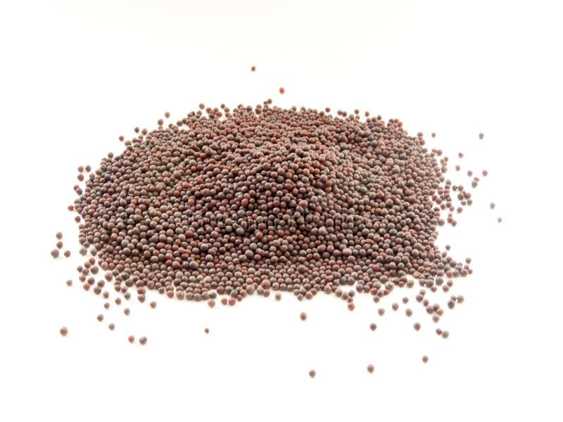 Semi della senape nera immagine stock. Immagine di sfondo - 112230363